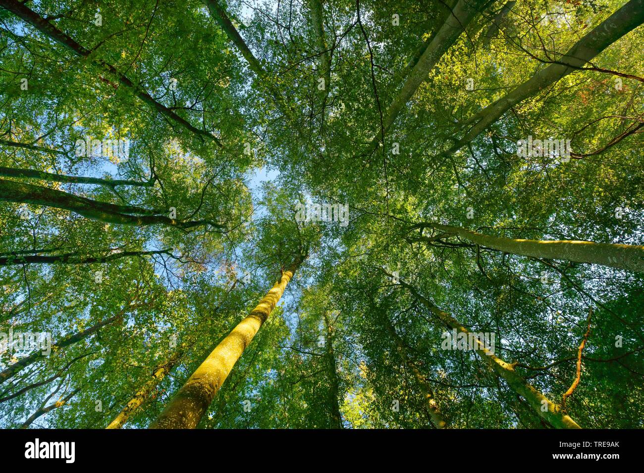 oak (Quercus spec.), forest in fog, Switzerland Stock Photo - Alamy