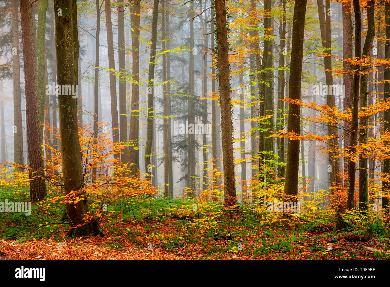 Swiss forest hi-res stock photography and images - Alamy