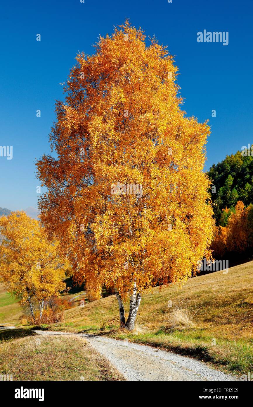 common birch, silver birch, European white birch, white birch (Betula ...