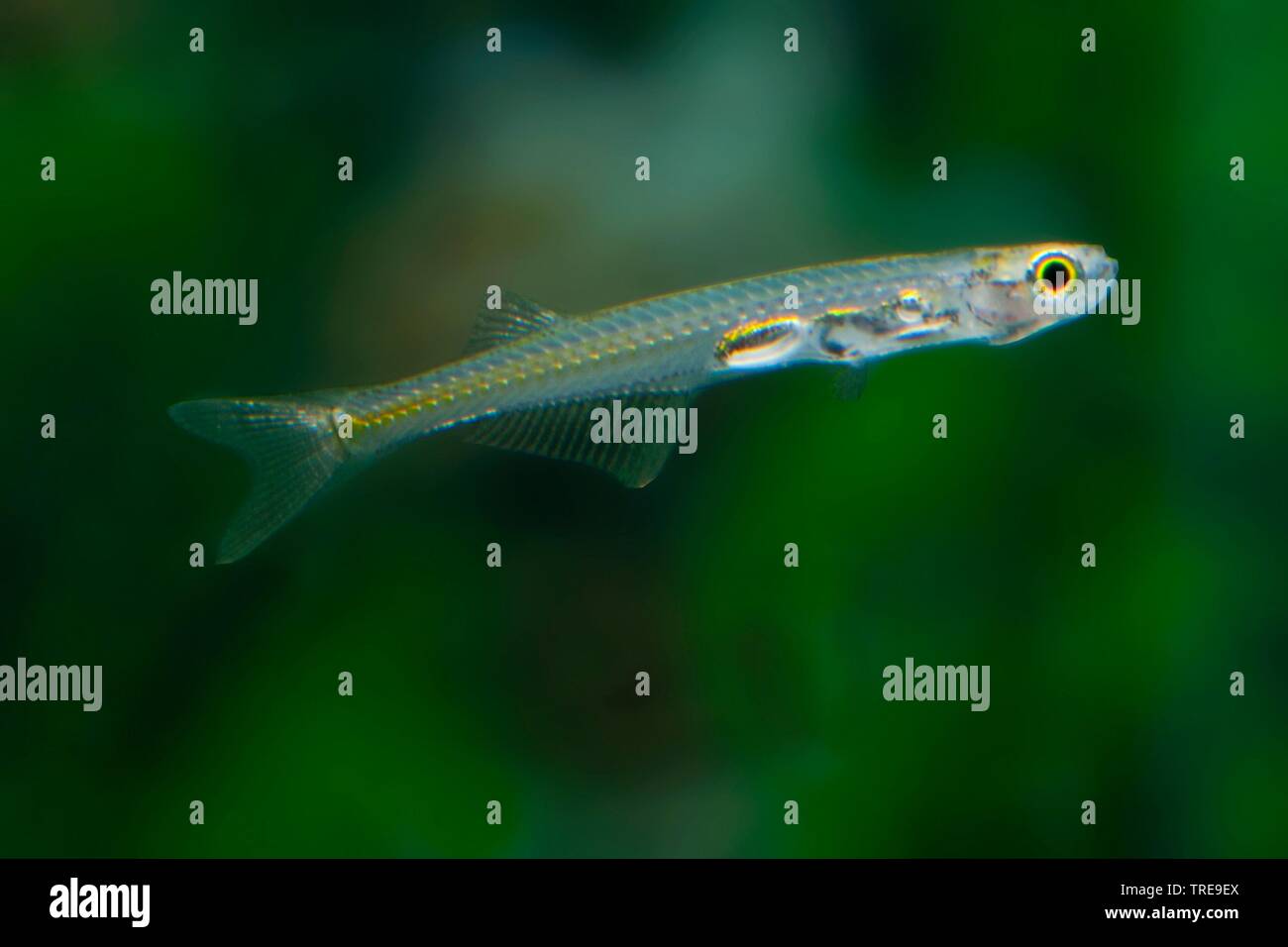 danio, Mini Fish (Danionella priapus), swimming, side view Stock Photo ...