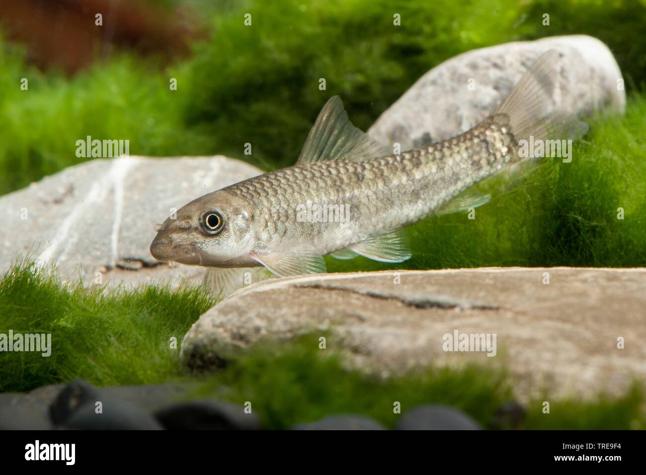 Garra 1 hi-res stock photography and images - Alamy