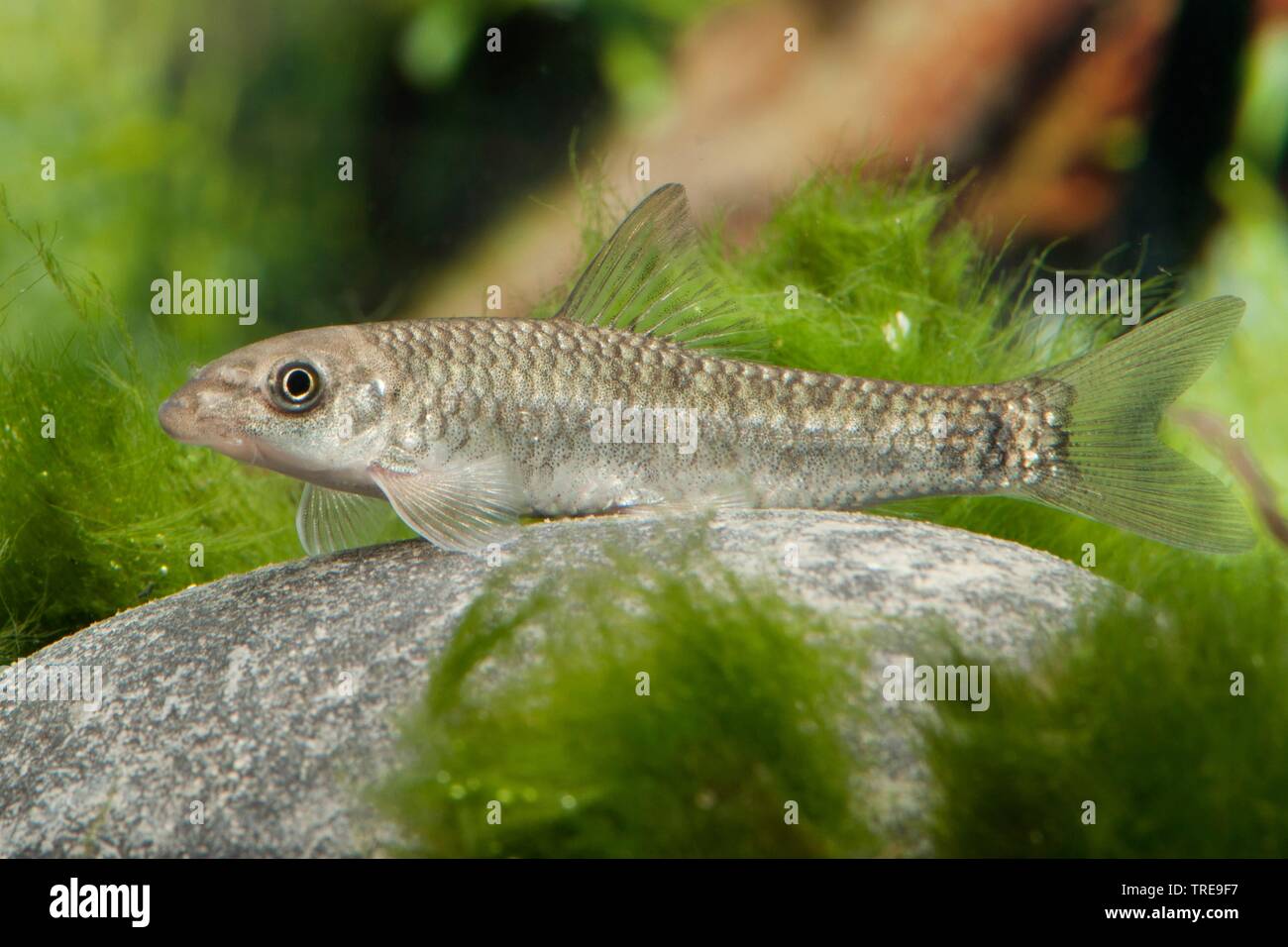 suckerbarb (Garra birostris), lying on the bottom Stock Photo - Alamy