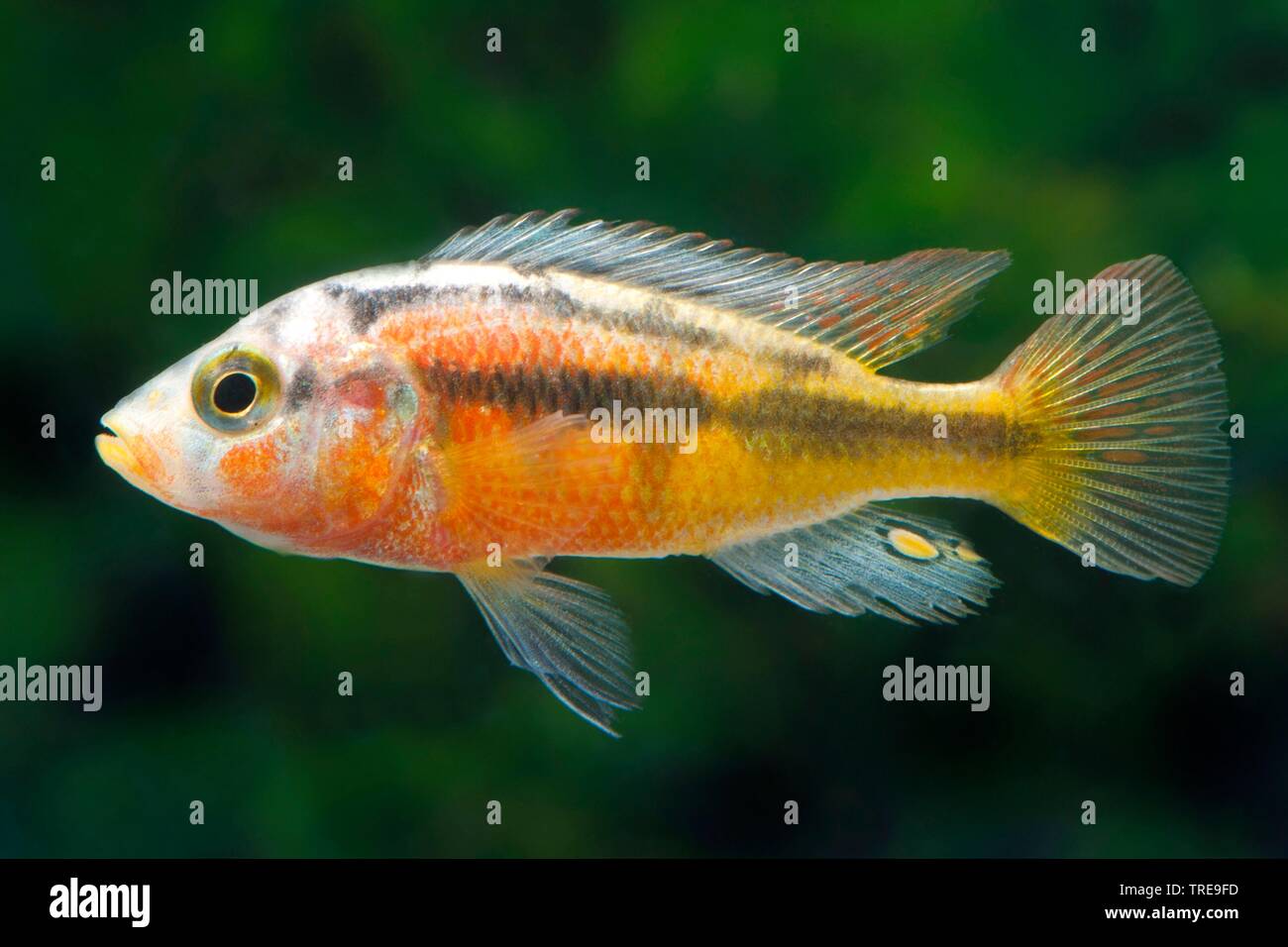 Scarlet Kribensis Cichlid