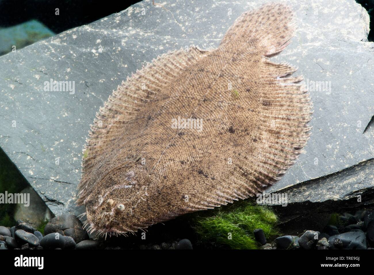 Peruvian Freshwater Sole (Hypoclinemus mentalis), lying on a stone ...
