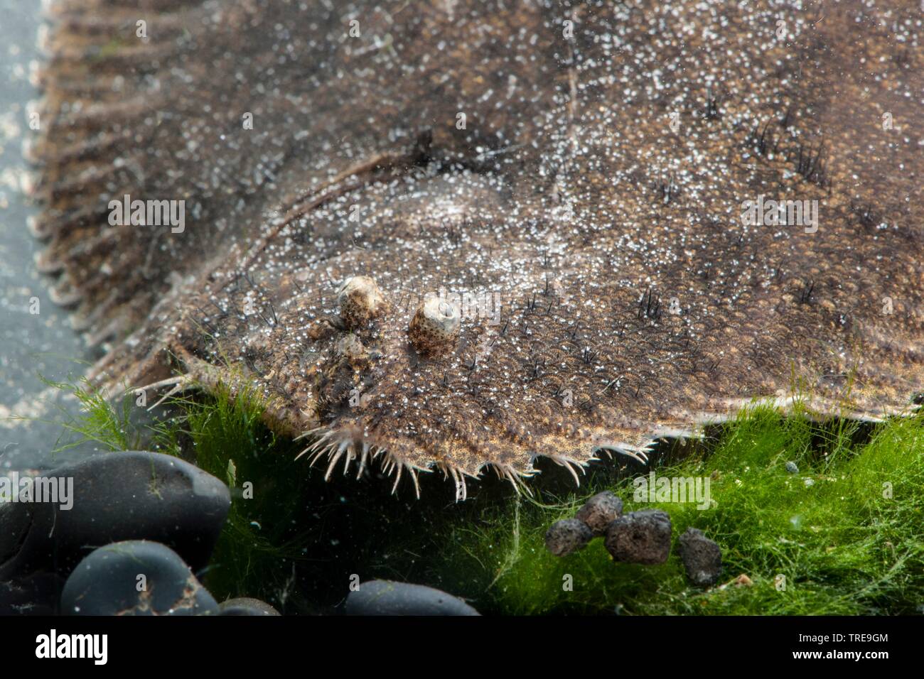 Peruvian Freshwater Sole (Hypoclinemus mentalis), lying on a stone ...