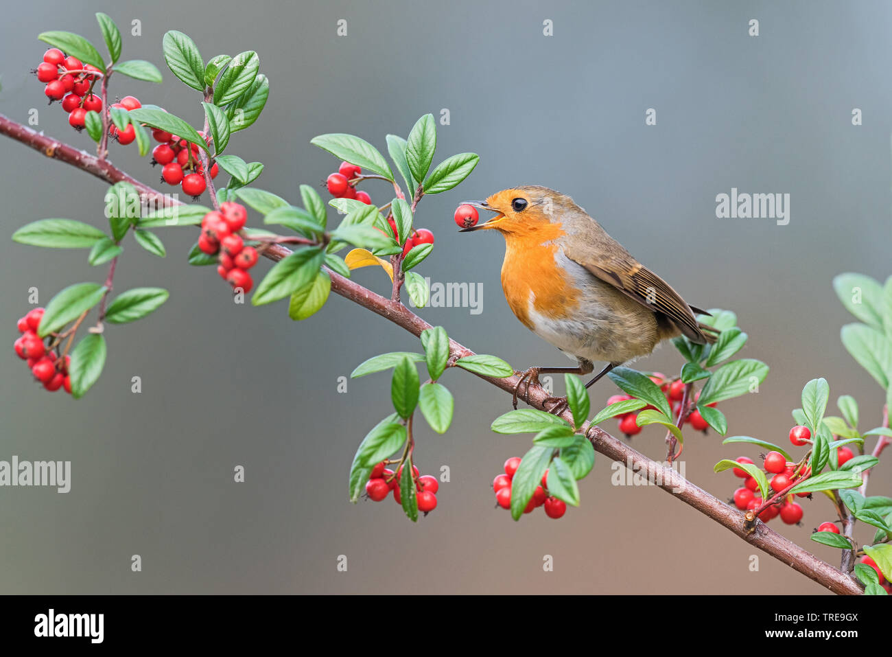 Robin eating berries hi-res stock photography and images - Alamy