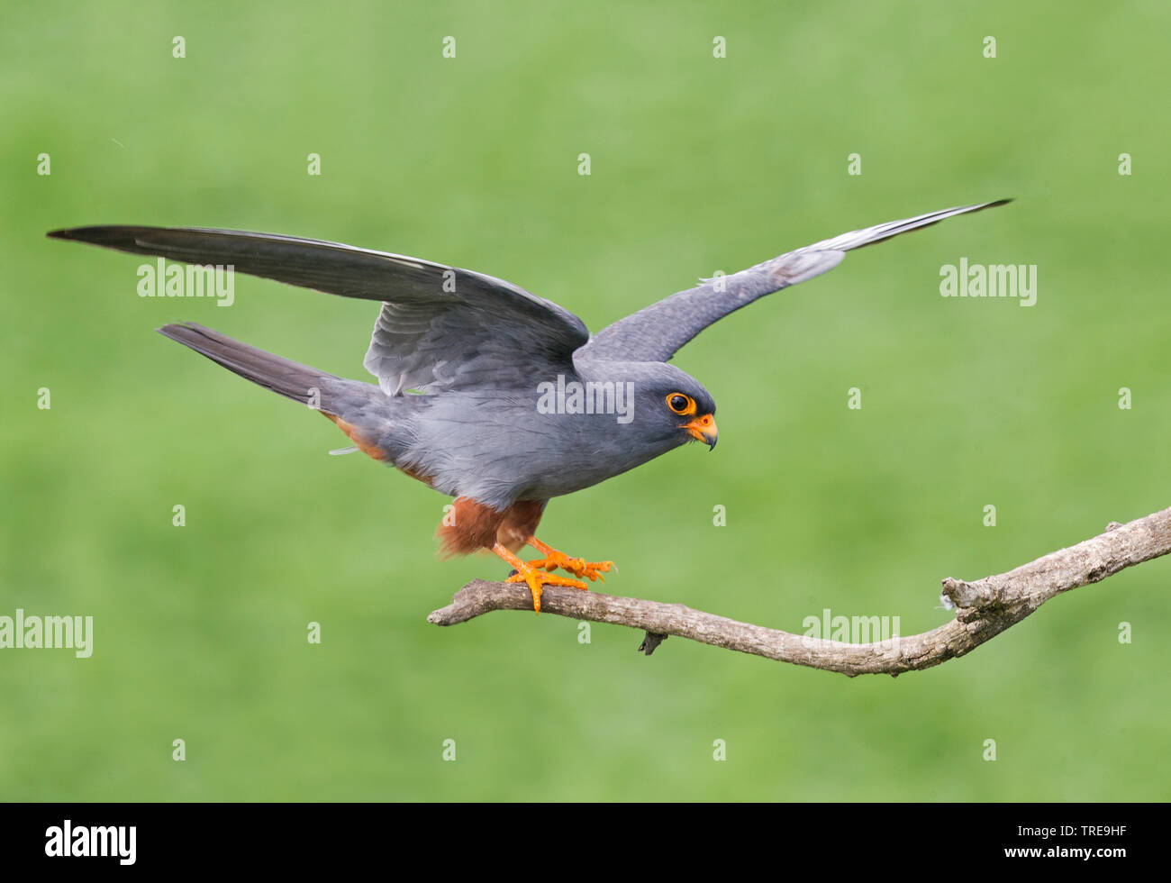 western red-footed falcon (Falco vespertinus), male, Italy Stock Photo ...