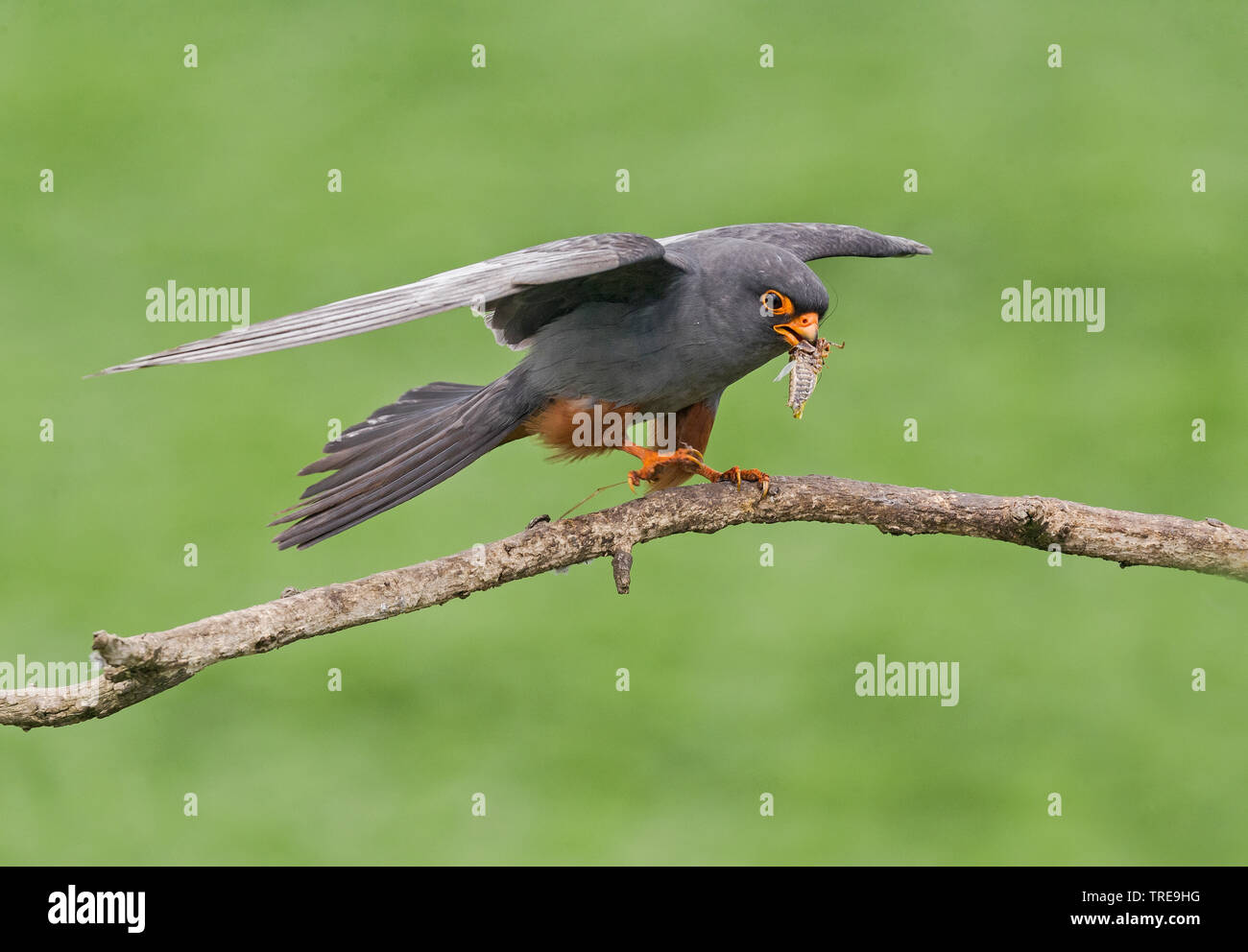 western red-footed falcon (Falco vespertinus), male with prey in the ...