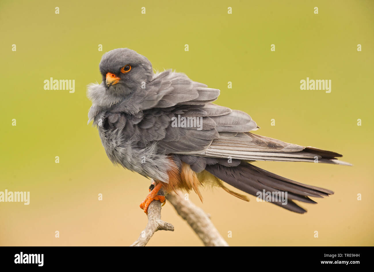 western red-footed falcon (Falco vespertinus), male, Italy Stock Photo ...