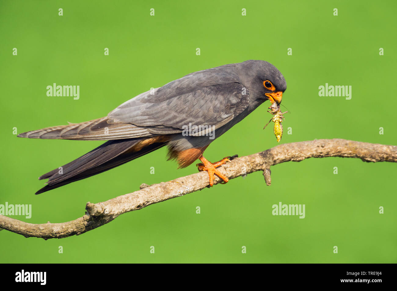 western red-footed falcon (Falco vespertinus), male perching wit caught ...