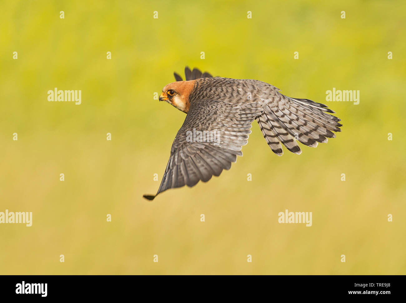 western red-footed falcon (Falco vespertinus), flying, Italy Stock ...
