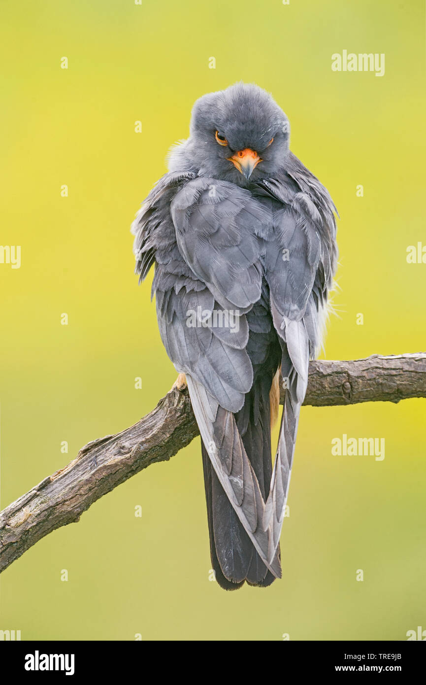western red-footed falcon (Falco vespertinus), male perches on a branch ...