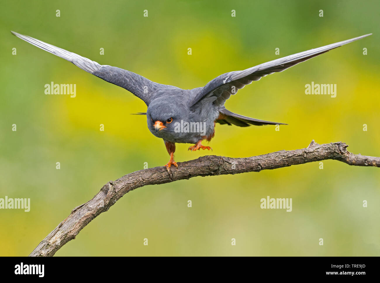 western red-footed falcon (Falco vespertinus), male taking off, Italy ...