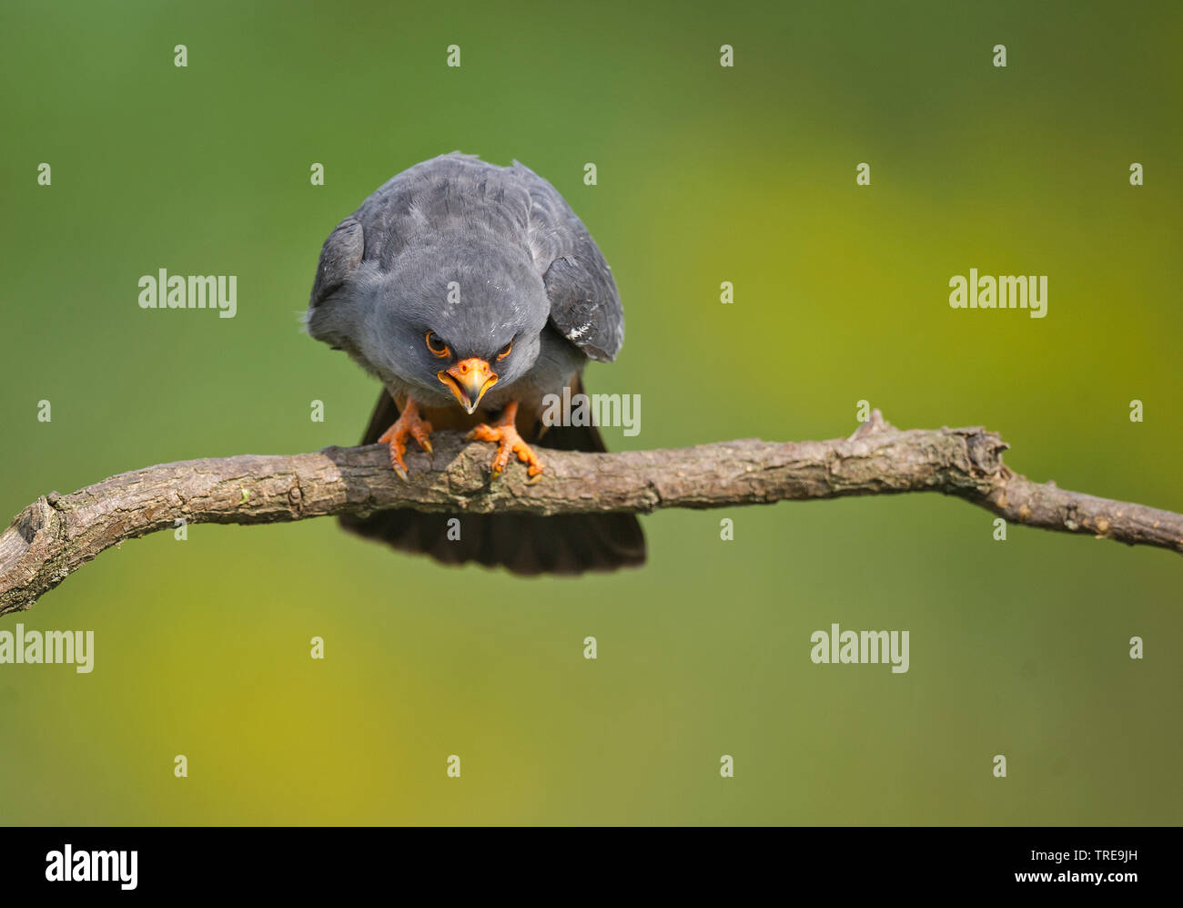 western red-footed falcon (Falco vespertinus), male perching on a ...