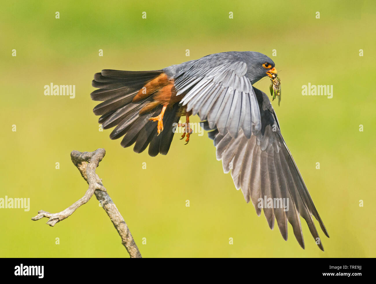 western red-footed falcon (Falco vespertinus), male taking off with ...