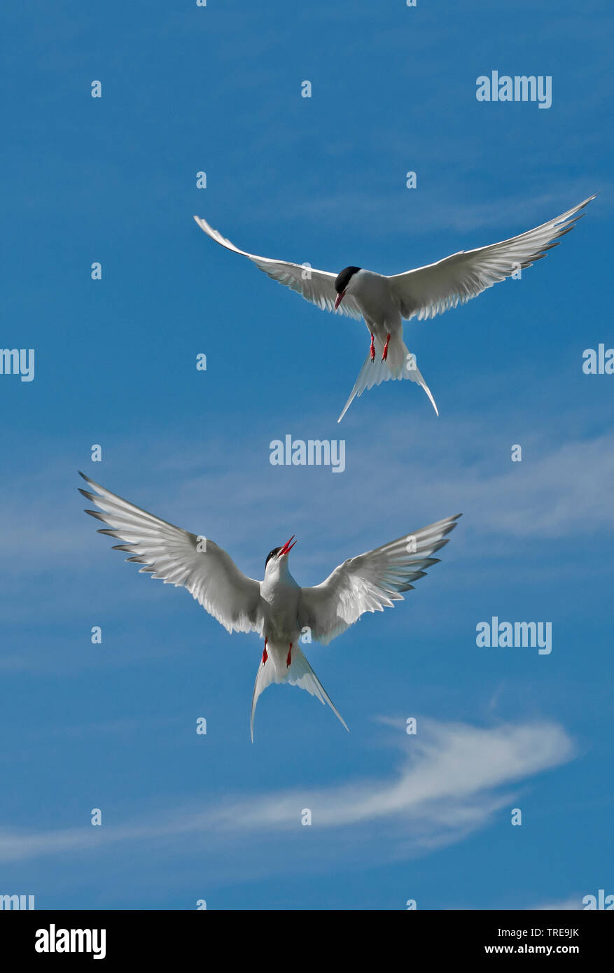 arctic tern (Sterna paradisaea), two arctic terns fighting in flight ...