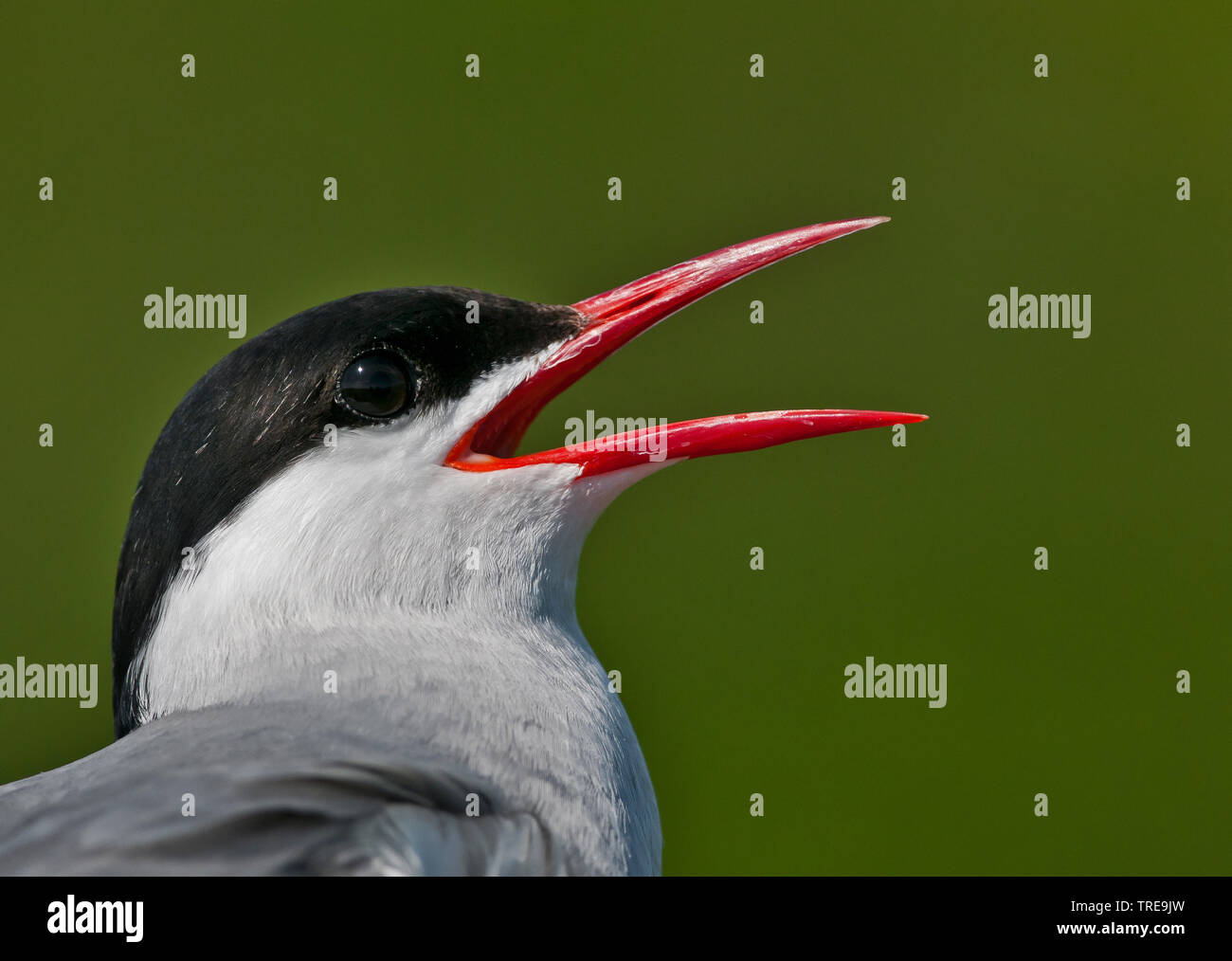 Red beaks bill hi-res stock photography and images - Alamy