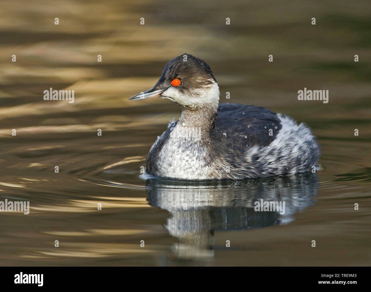 black-necked grebe (Podiceps nigricollis), in winter plumage, swimming ...