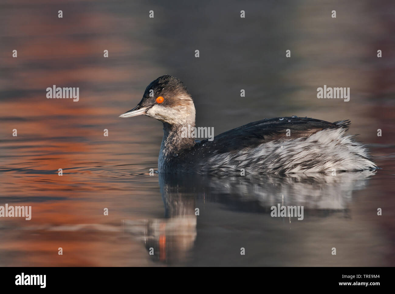 black-necked grebe (Podiceps nigricollis), in winter plumage, swimming ...