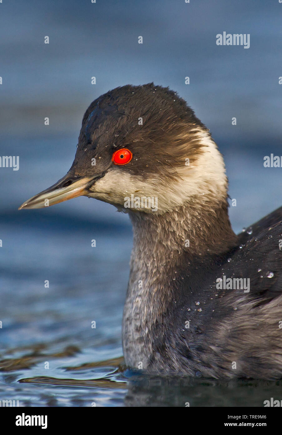 Black necked grebe in winter plumage hi-res stock photography and ...