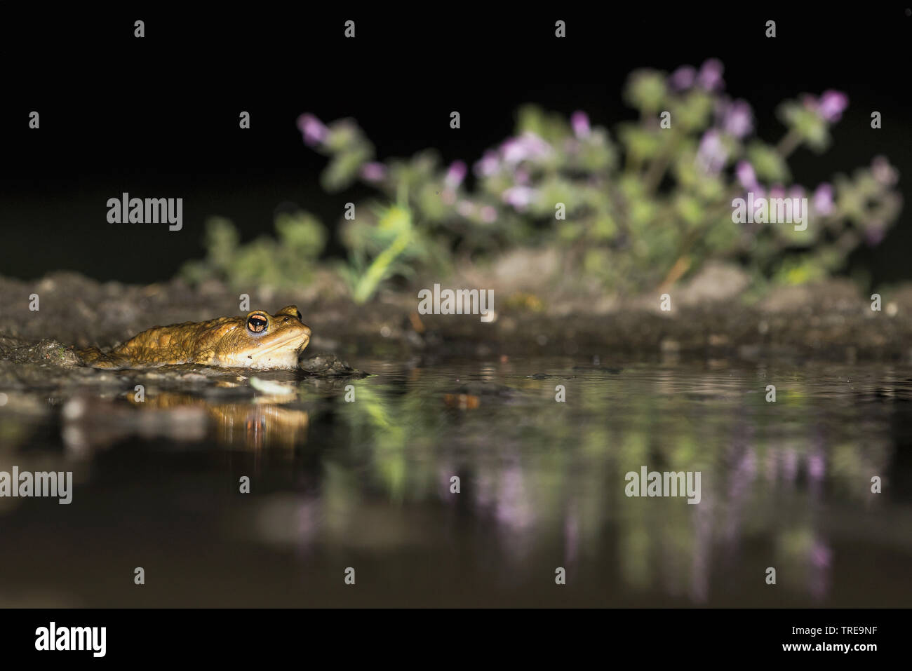 Italian common toad in hi-res stock photography and images - Alamy