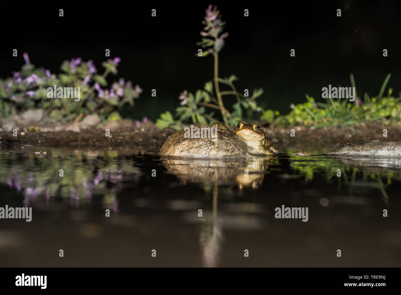 Italian common toad in hi-res stock photography and images - Alamy
