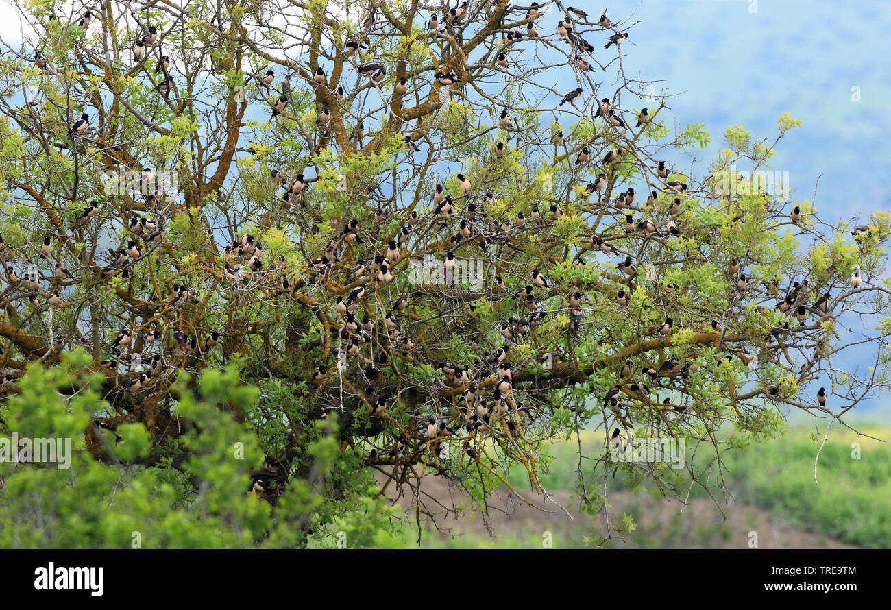 rose-coloured starling (Pastor roseus, Sturnus roseus), large flock on ...