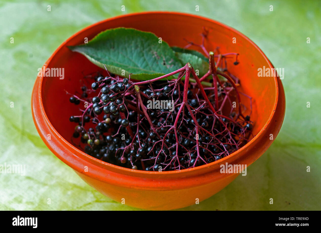 European black elder, Elderberry, Common elder (Sambucus nigra ...