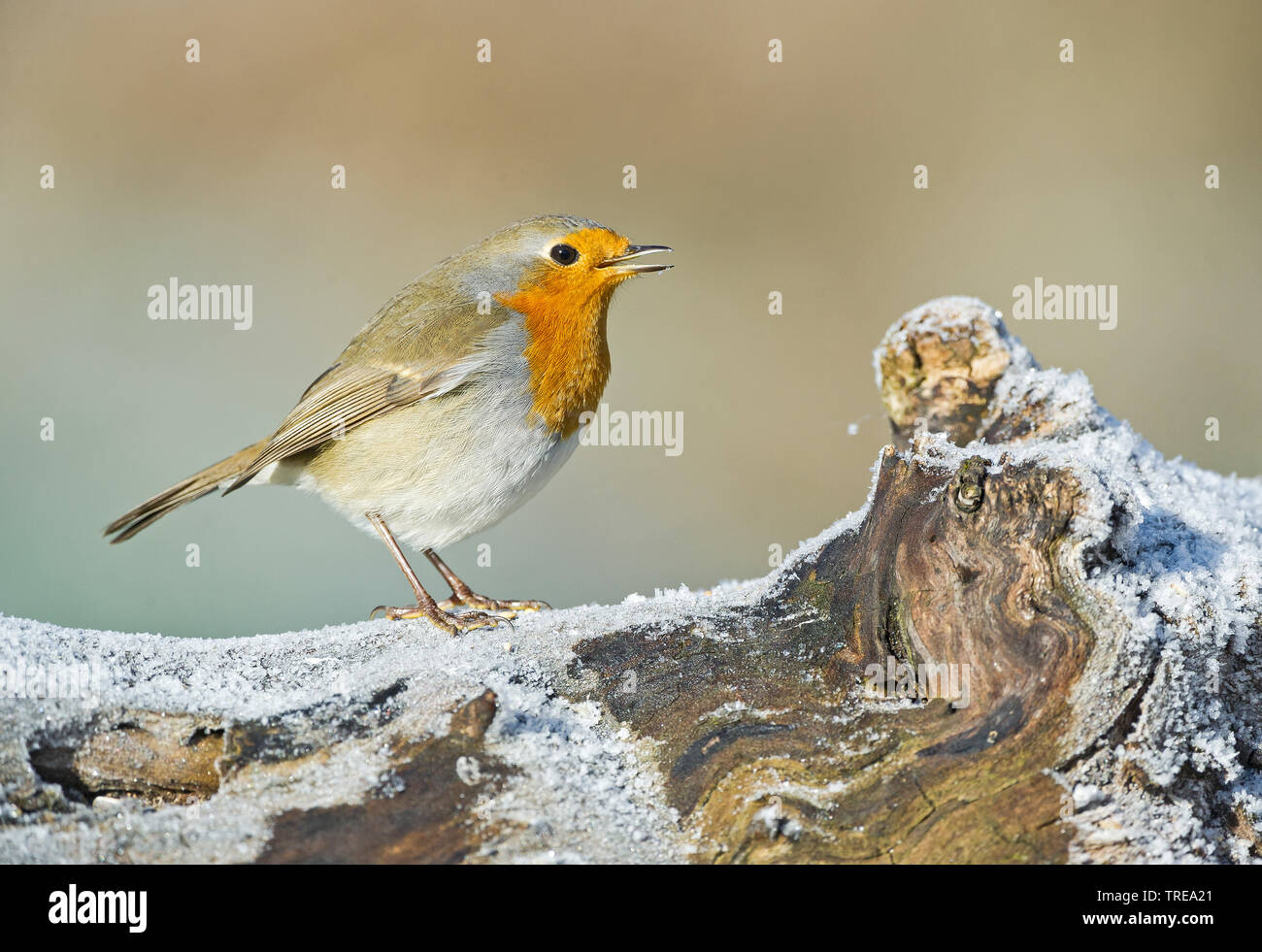 European robin (Erithacus rubecula), singing on a branch, Italy Stock ...