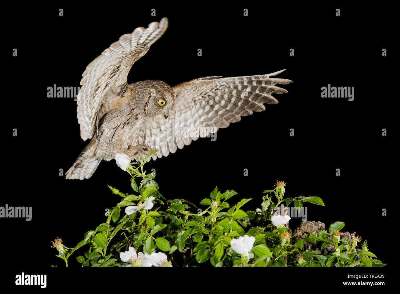 Eurasian scops owl (Otus scops), in flight during the night ...