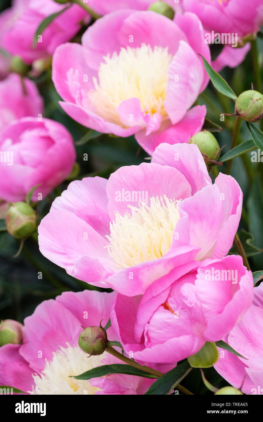 Yellow peonies hi-res stock photography and images - Alamy