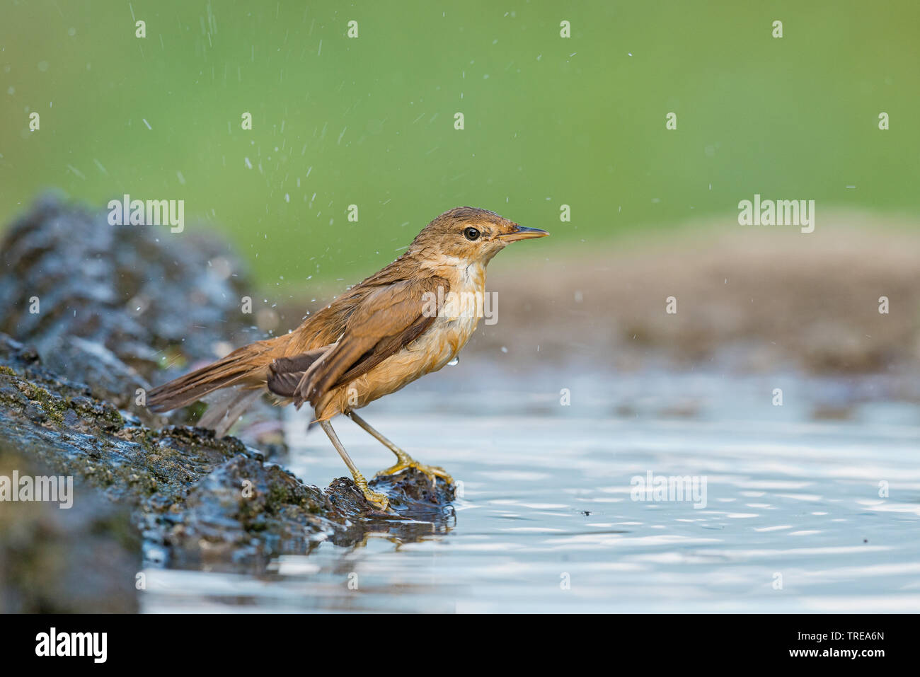 reed warbler (Acrocephalus scirpaceus), takes a bath, Italy, Aosta ...