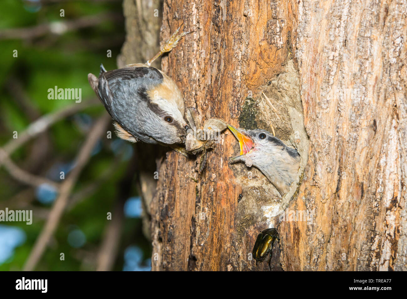 Eurasian nuthatch (Sitta europaea), feeds squeaker in the breeding cave ...