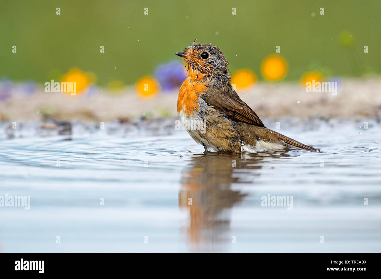European robin (Erithacus rubecula), bathing, Italy, Aosta, Italy ...