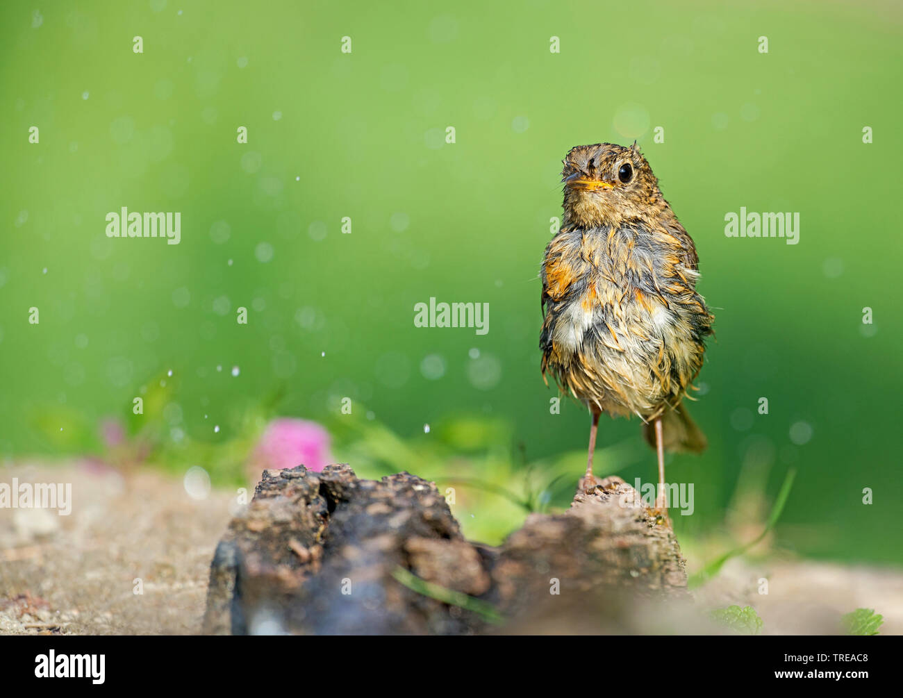 Immature robin hi-res stock photography and images - Alamy