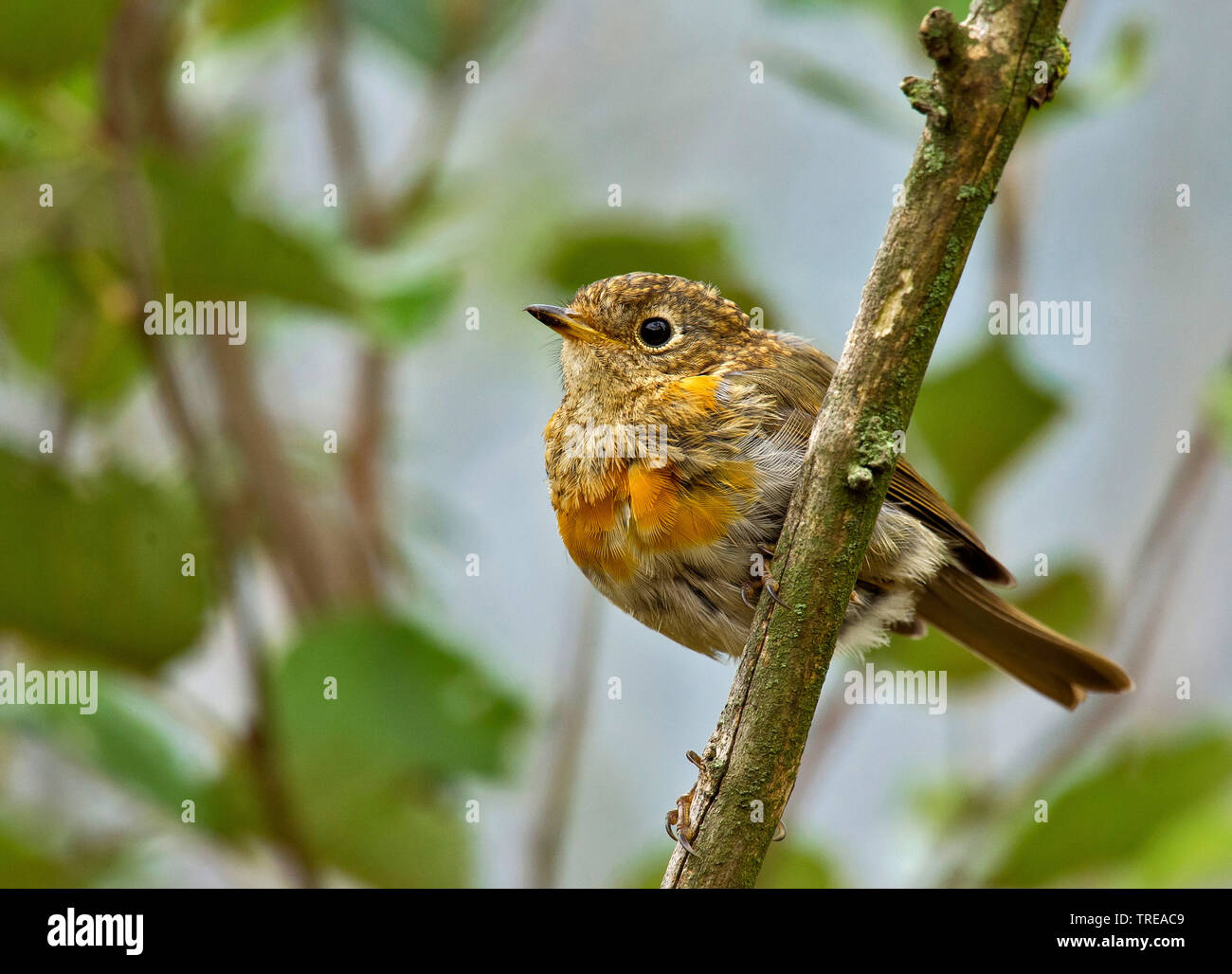 Immature robin hi-res stock photography and images - Alamy