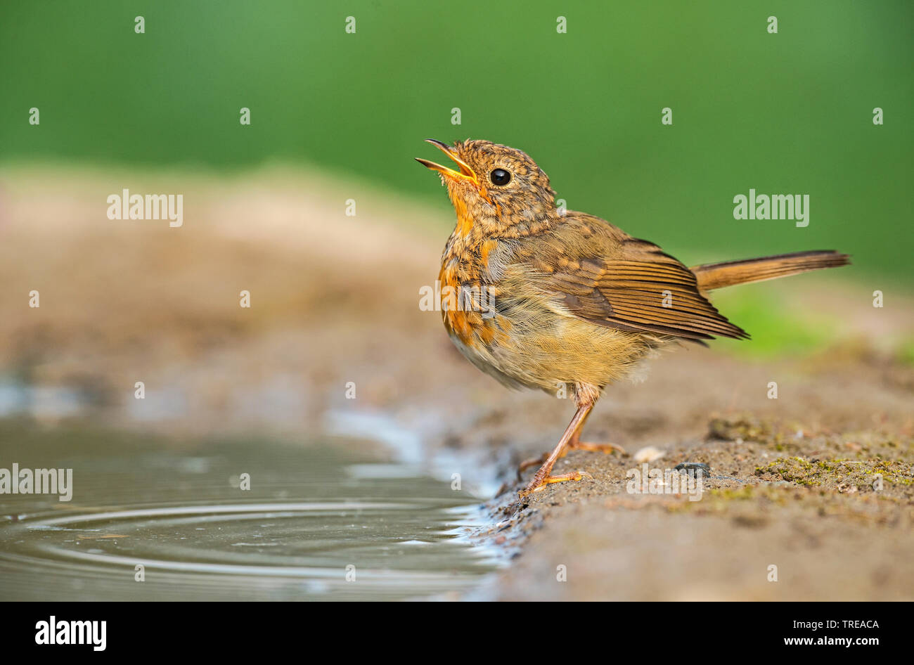 European robin (Erithacus rubecula), Immature drinks, Italy, Aosta ...