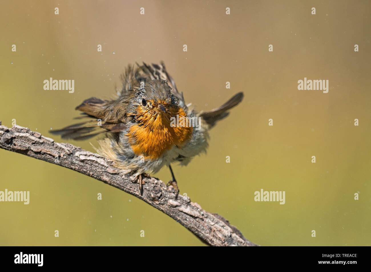 European robin (Erithacus rubecula), after bathing on a branch, shaking ...