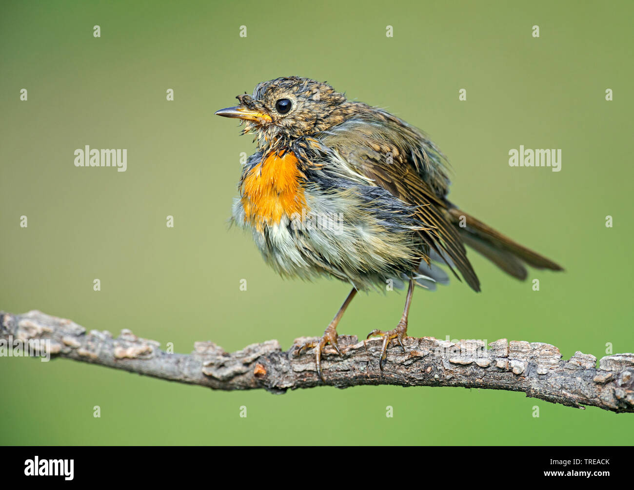 European robin (Erithacus rubecula), after bathing, Italy, Aosta Stock ...