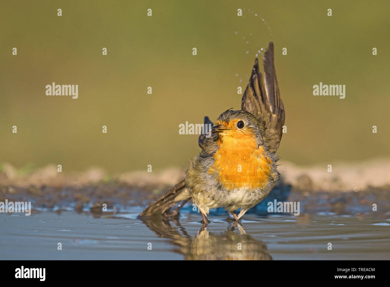 Robin Bird Bath High Resolution Stock Photography and Images - Alamy
