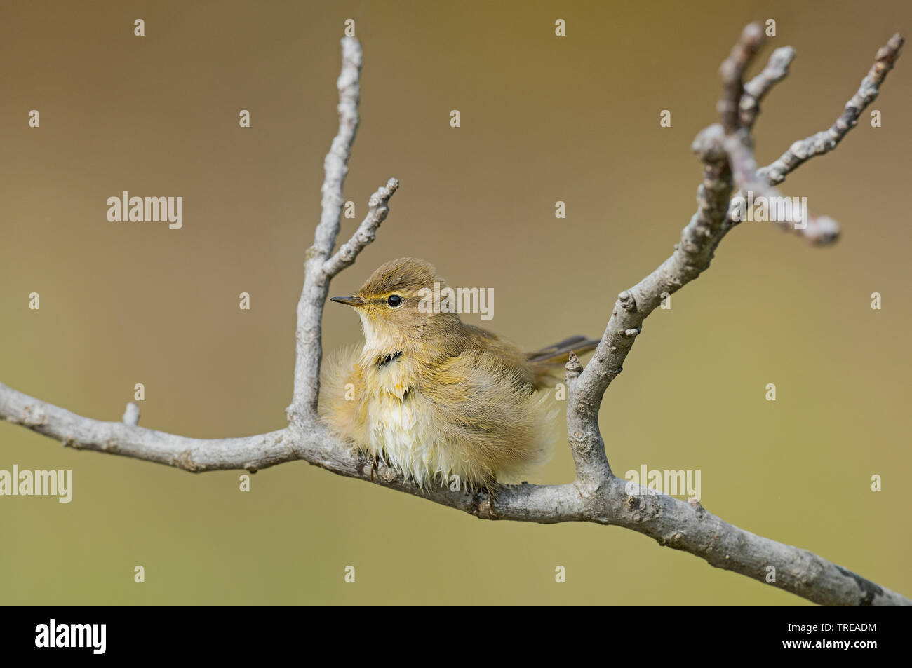 Juvenile chiffchaff hi-res stock photography and images - Alamy