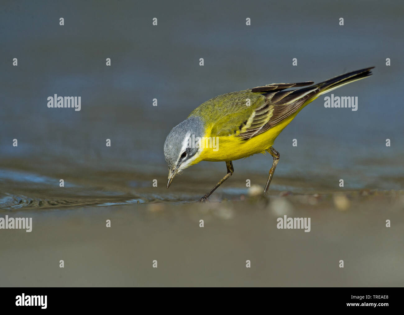 Blue headed wagtails hi-res stock photography and images - Alamy