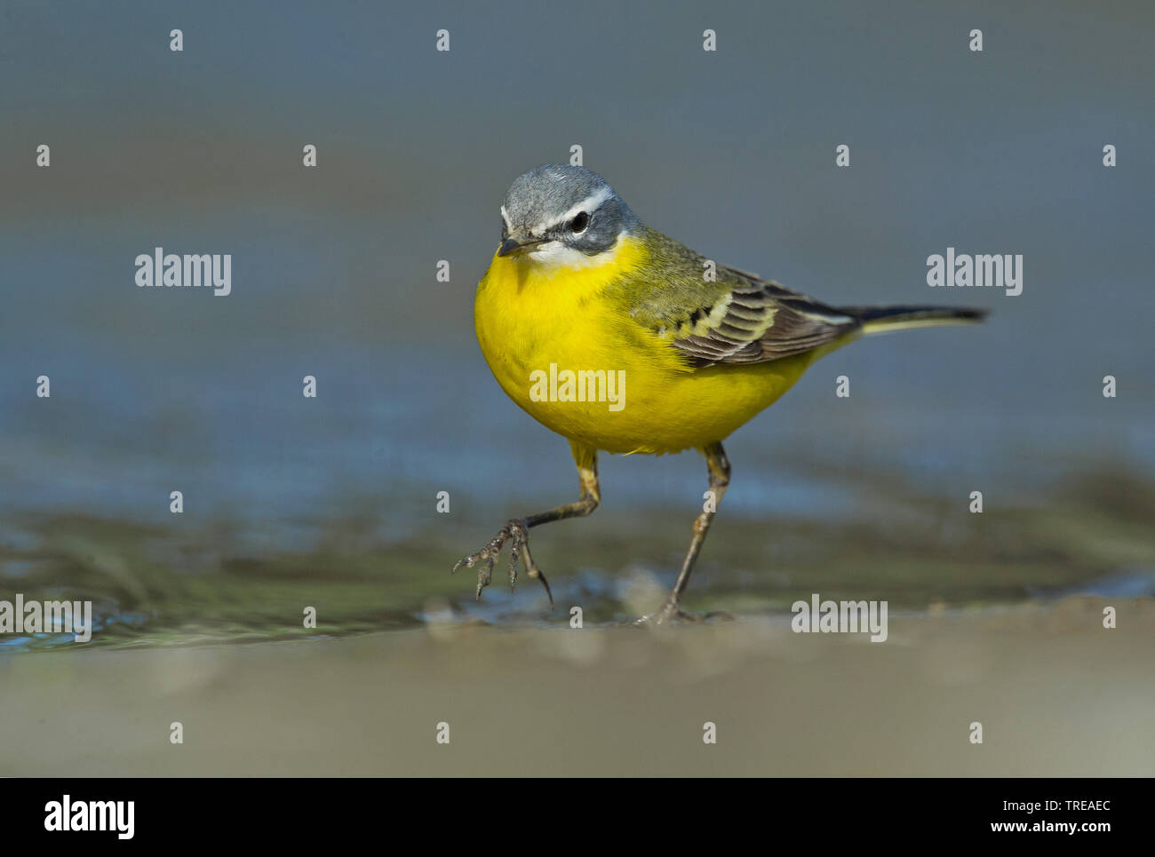 Blue-headed Wagtail, Yellow Wagtail (Motacilla flava flava), male stands in shallow water, Italy ...