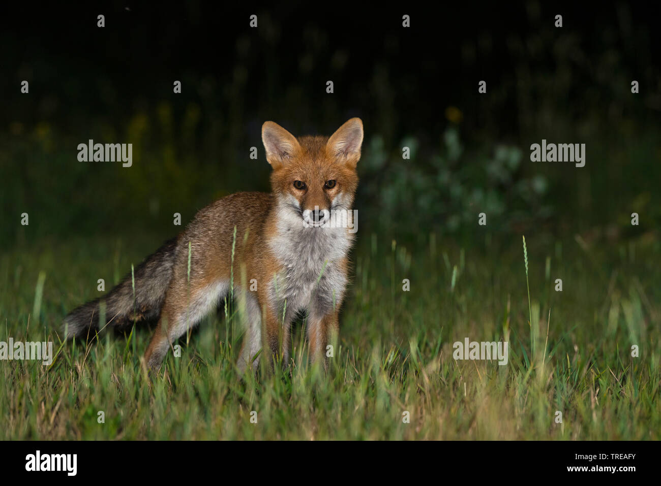 red fox (Vulpes vulpes), in a meadow at night, Italy Stock Photo - Alamy