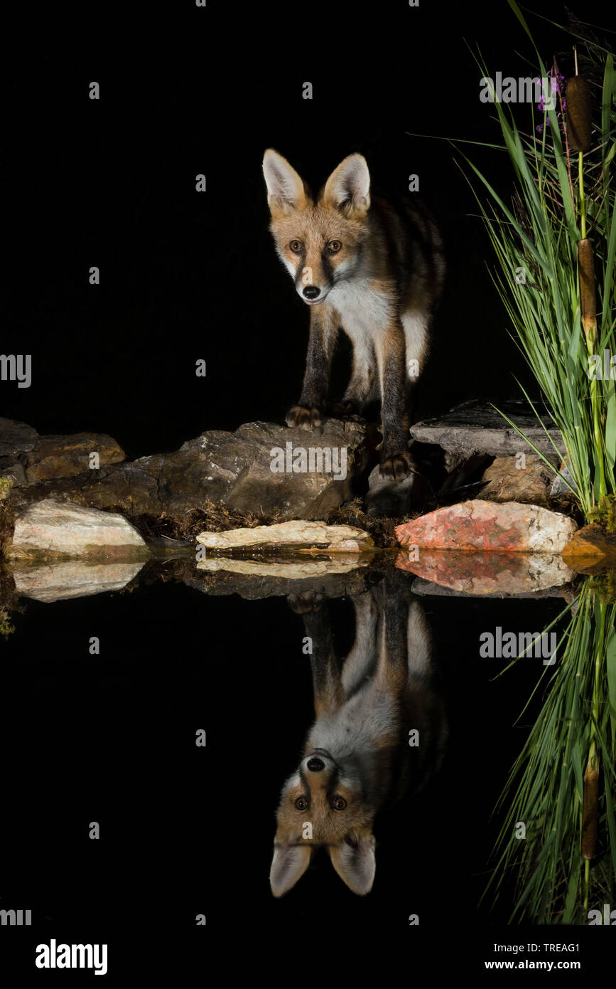 Red fox front view image hi-res stock photography and images - Alamy