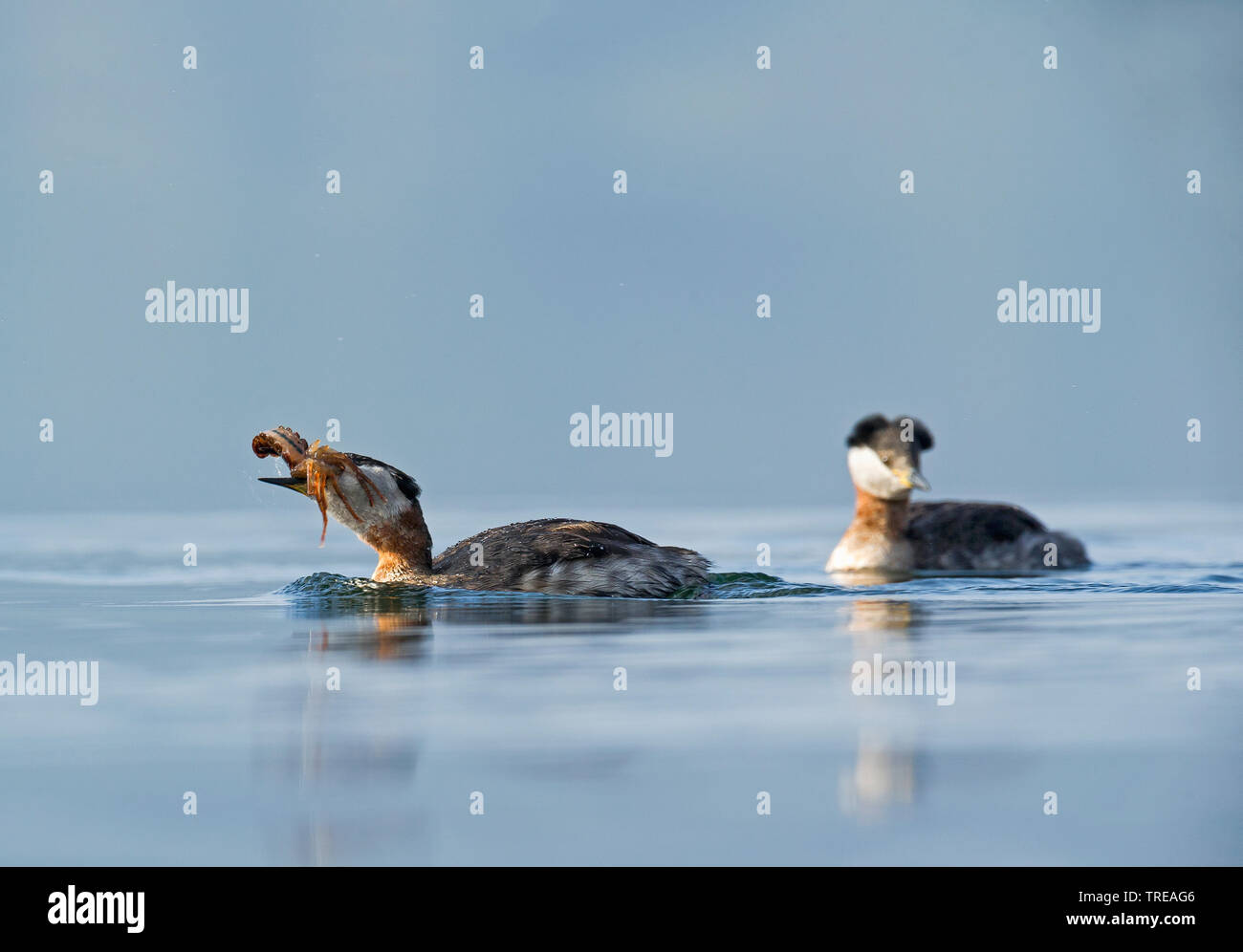 red-necked grebe (Podiceps grisegena), couple with caught crayfish ...
