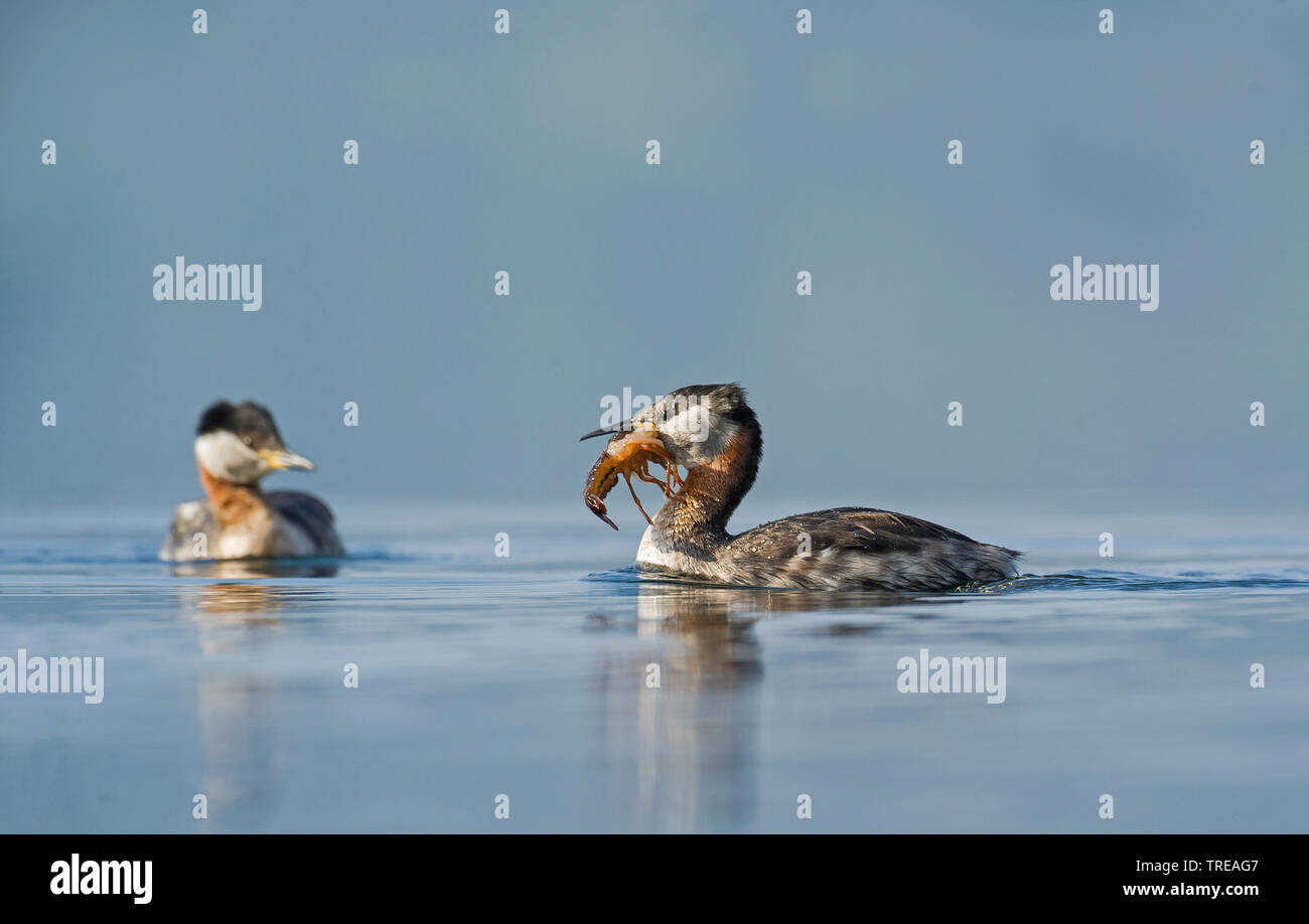 red-necked grebe (Podiceps grisegena), couple with caught crayfish ...