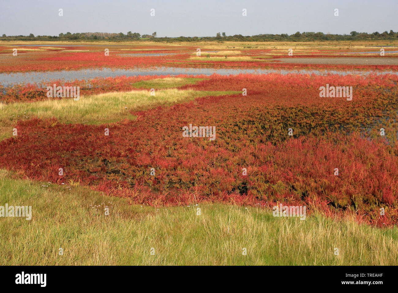 Coastal vegetation plant plants hi-res stock photography and images - Alamy