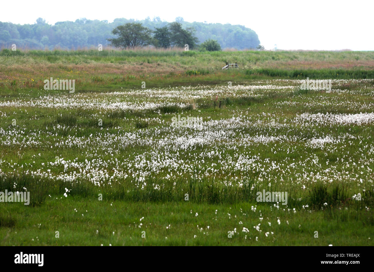 common cotton-grass, narrow-leaved cotton-grass (Eriophorum ...