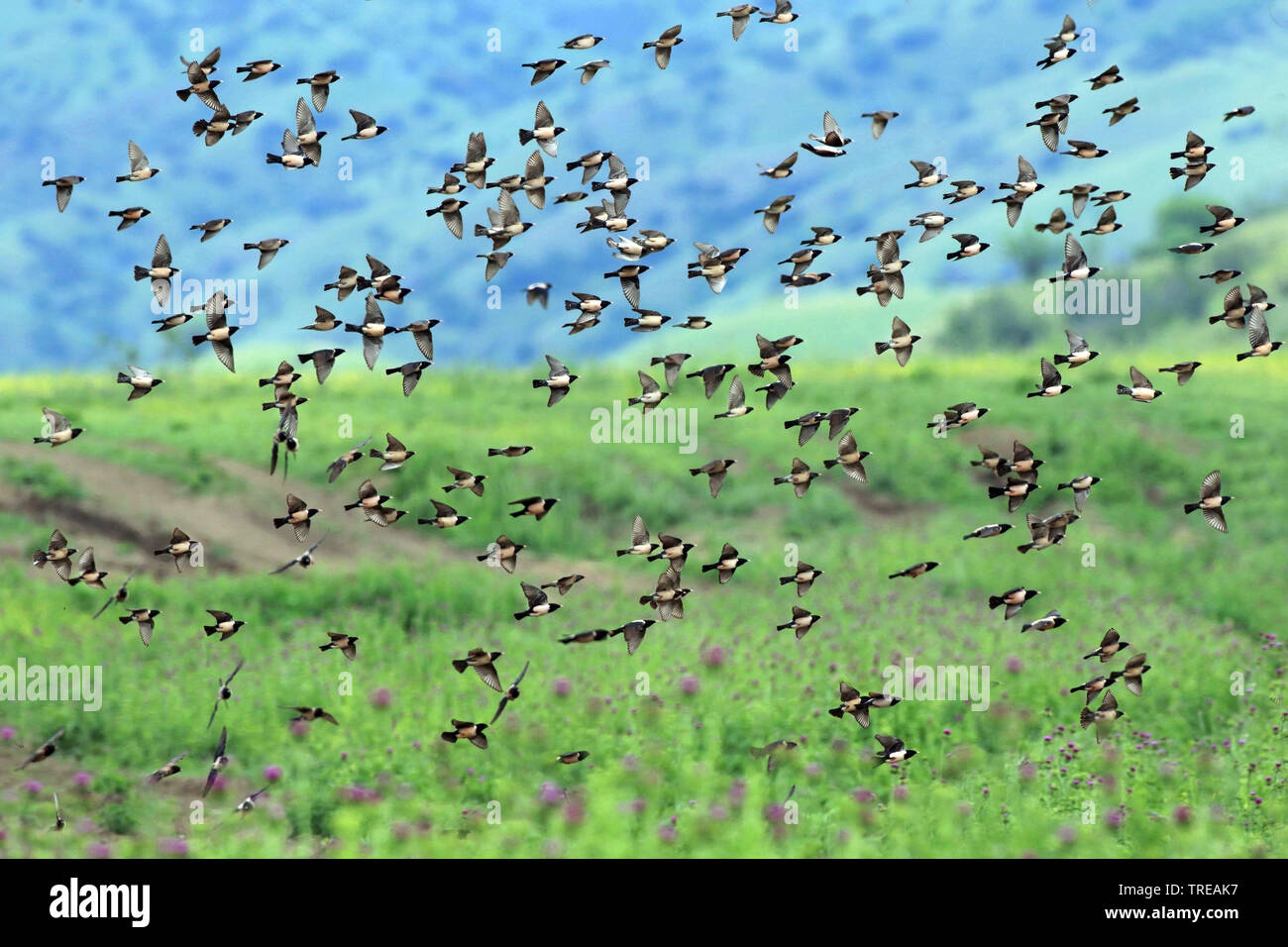 rose-coloured starling (Pastor roseus, Sturnus roseus), flying flock ...
